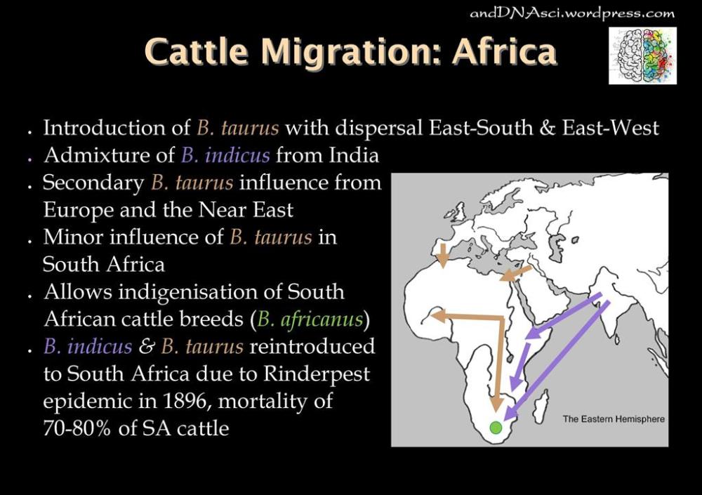 Origins of Domestic Cattle: Migration patterns & Speciation events ...