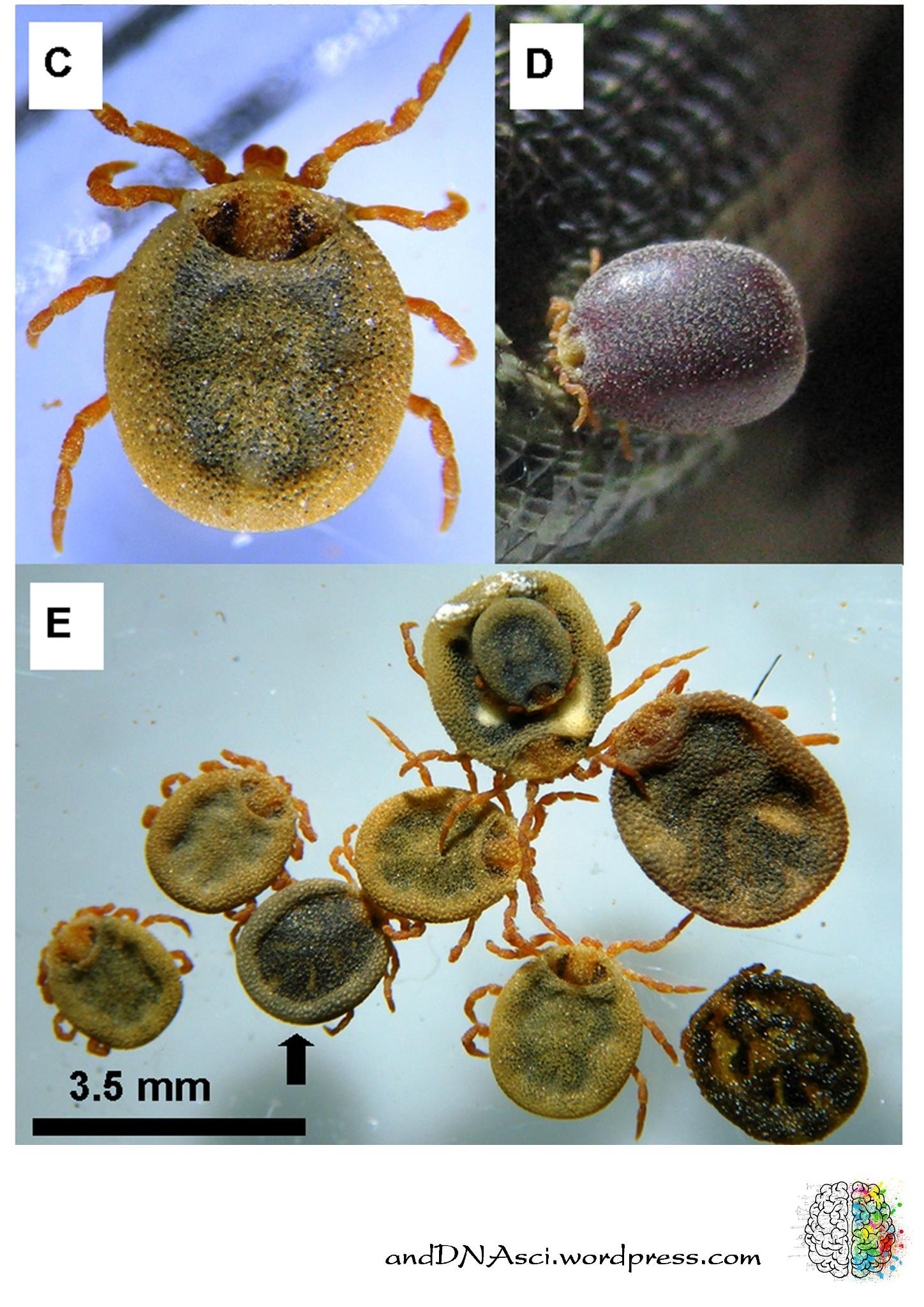 Ticks in the Fossil Record: How the cousin of the Spider became a Blood ...