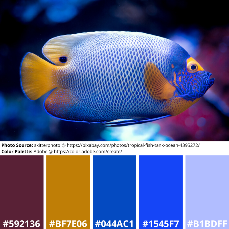 Free Mood Boards: Vibrant Fish Themed – aRtVerse