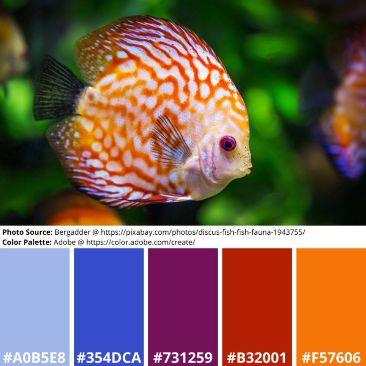 Free Mood Boards: Vibrant Fish Themed – aRtVerse