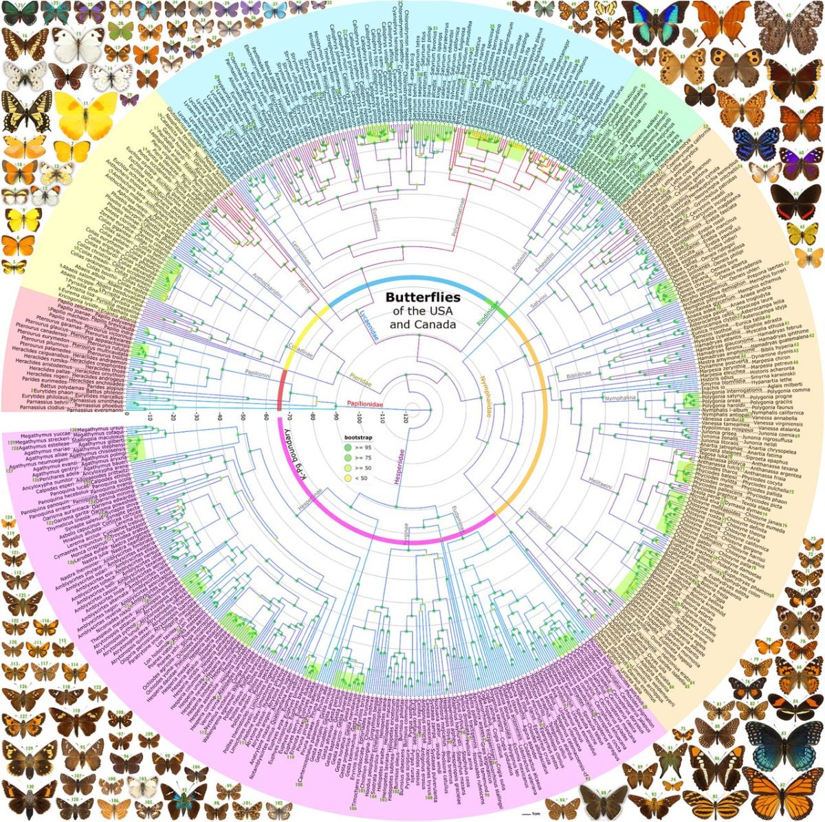 Nature Conservation: Massive Butterfly Genome Project – aRtVerse