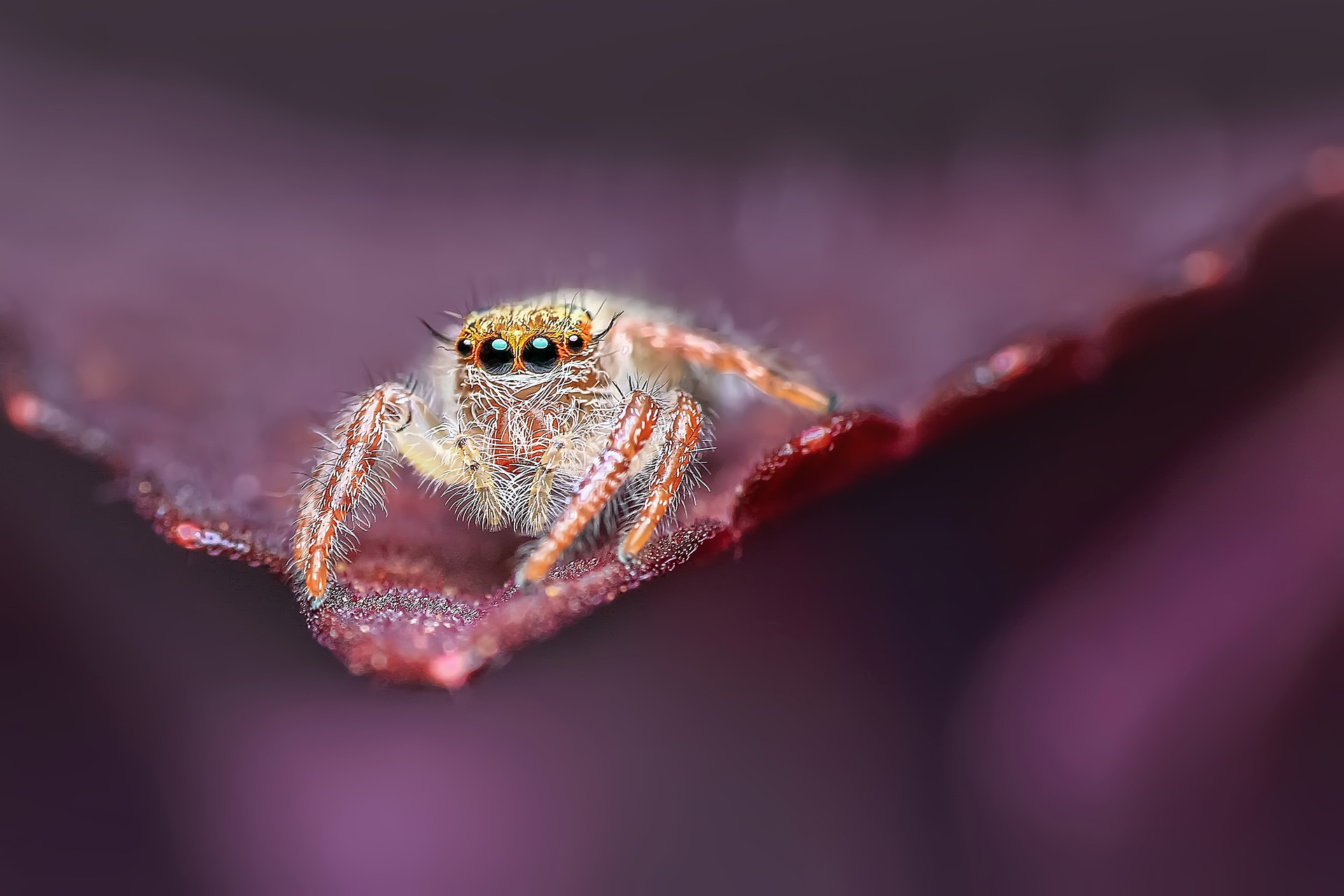 Free Mood Boards: Spider Theme – aRtVerse