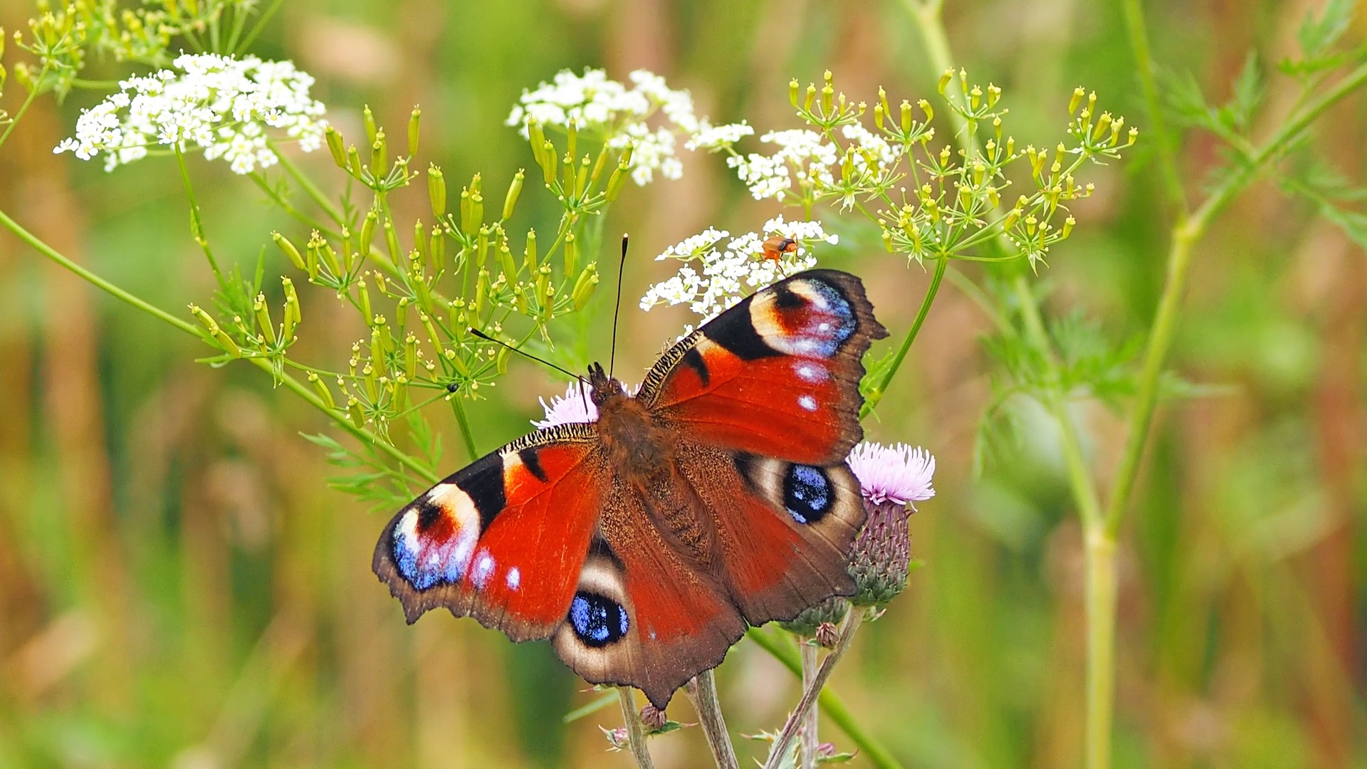 Free Mood Boards: Butterfly Theme – aRtVerse