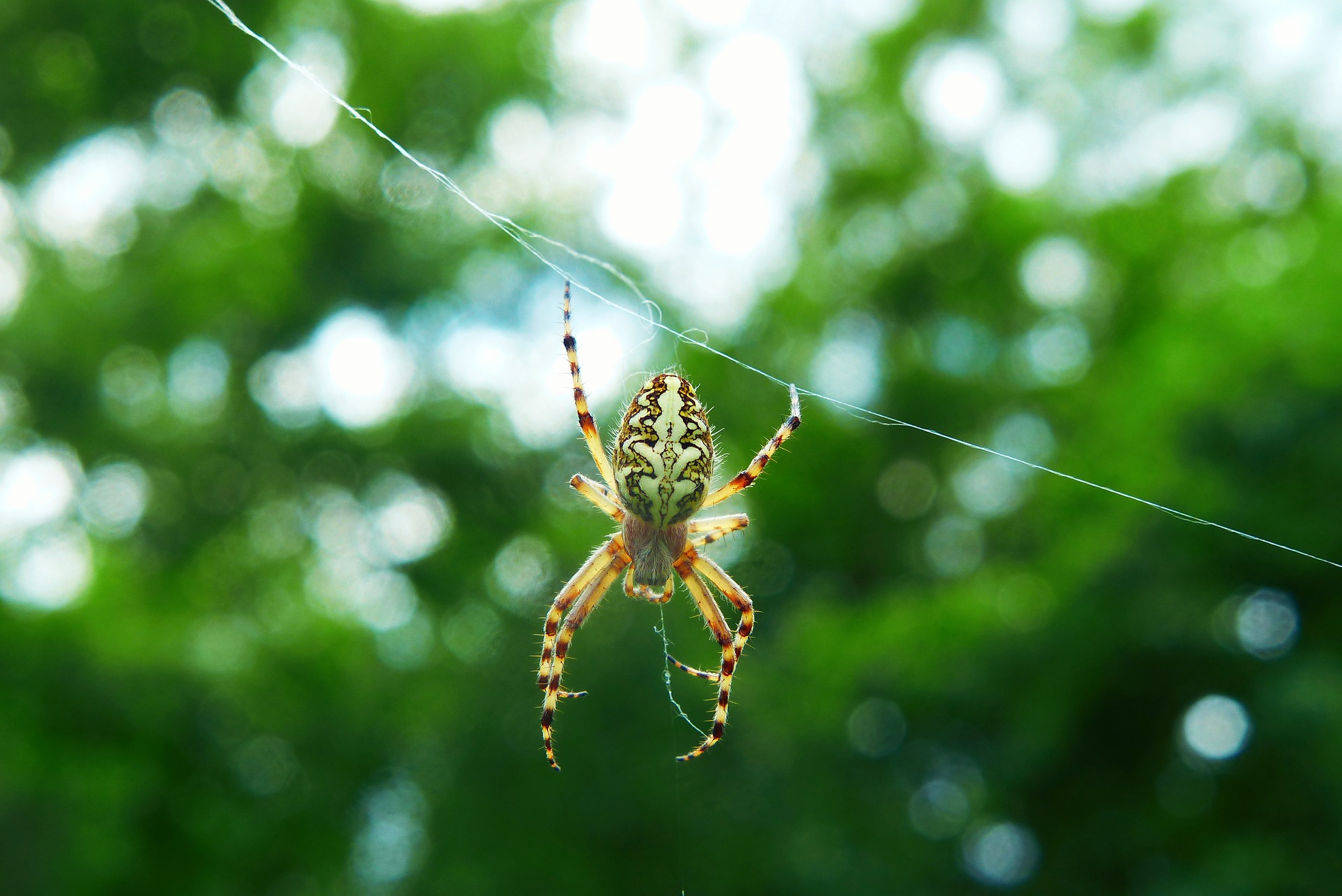 Free Mood Boards: Spider Theme – aRtVerse