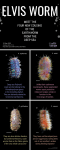 Elvis Worms Infographic: The Earthworm’s Four New Cousins – aRtVerse